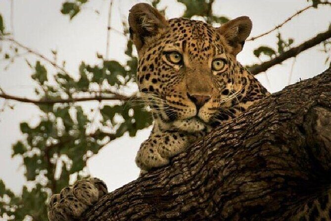 Narlai Leopard Safari and Village Walk - Key Points