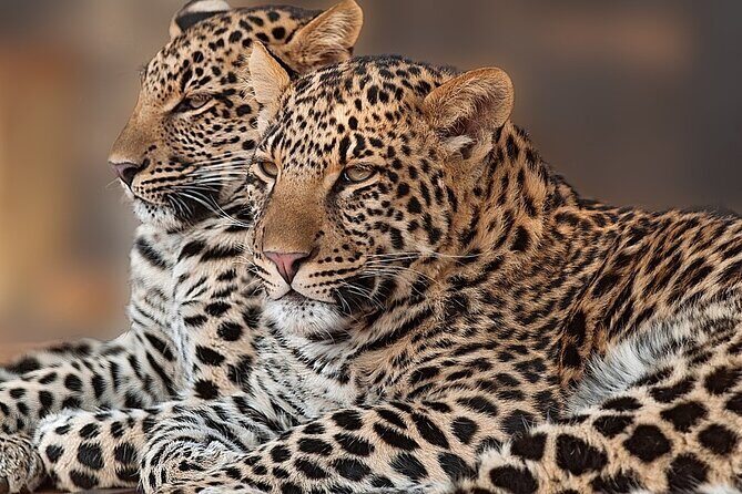 Narlai Leopard Safari and Village Walk - What Makes This Tour Stand Out?