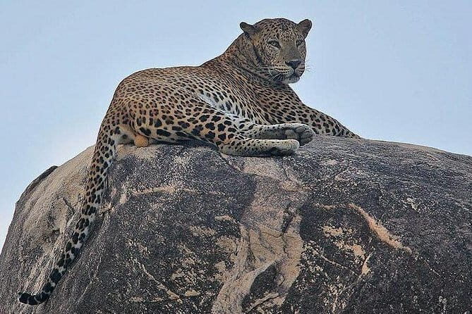 Narlai Leopard Safari and Village Walk with Lunch - Key Points