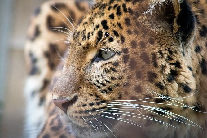 Narlai Leopard Safari and Village Walk with Lunch - The Pickup and Journey to Narlai