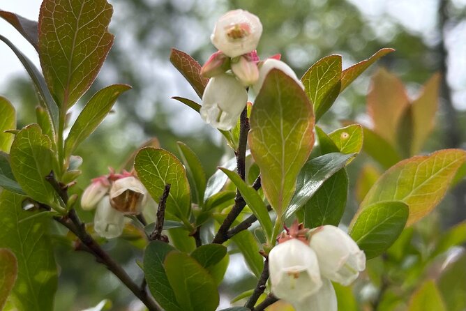 Narrated Bus Tour of Bar Harbor and Acadia National Park - FAQs
