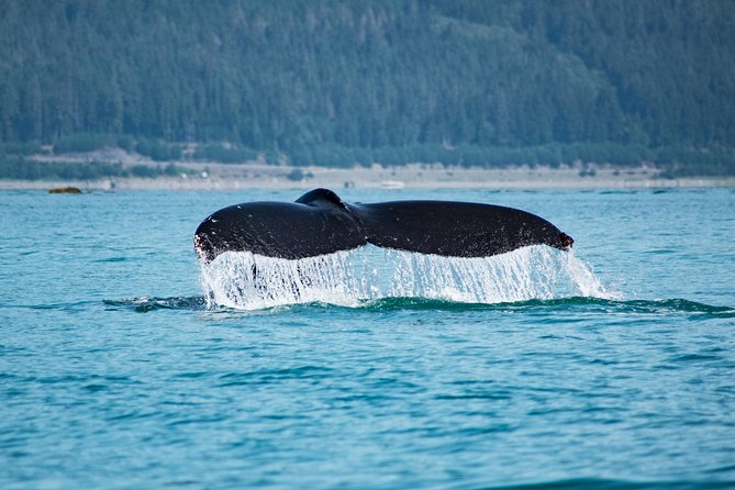 Narrated Whale Watching Cruise with Glacier View Stop - Final Thoughts: Is This the Right Tour for You?