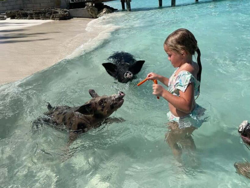 Nassau: 3 Islands Boat w/ Swimming Pigs, Snorkeling & Turtle - The Itinerary Breakdown