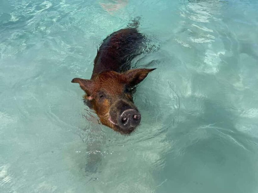 Nassau: 3 Islands Boat w/ Swimming Pigs, Snorkeling & Turtle - What Travelers Say