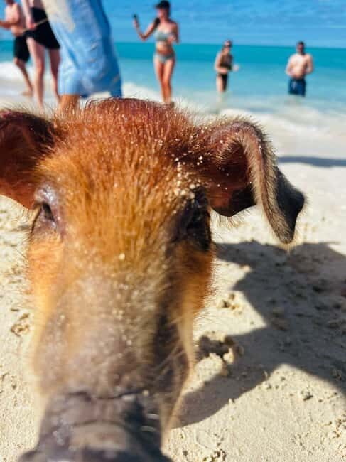 Nassau: 3 Islands Tour, Snorkel, Pig Beach, Turtles & Lunch - Final Thoughts on Value and Experience