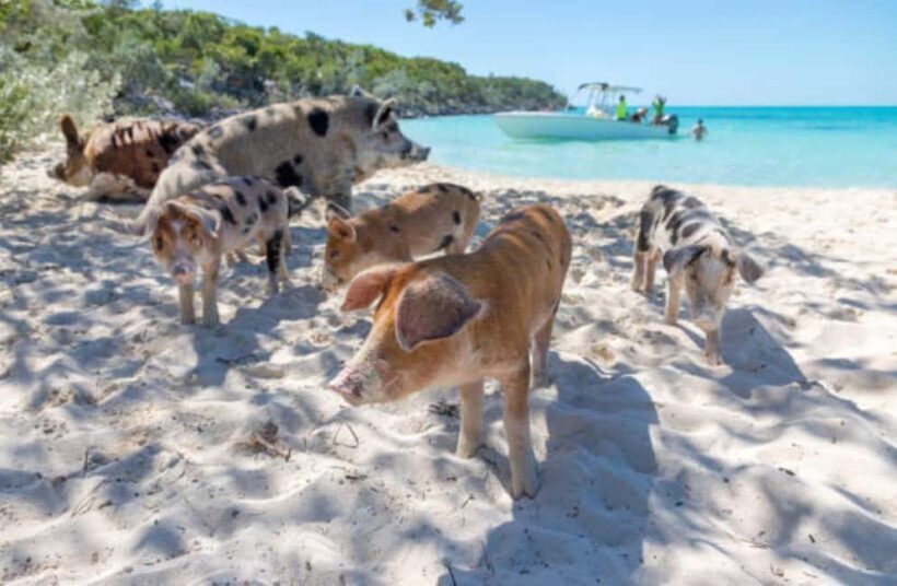 Nassau: 3 Islands Tour, Snorkel, Pig Beach, Turtles & Lunch - FAQs