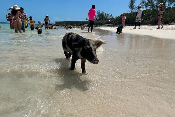 Nassau 3-stops: Snorkeling, Swimming Pigs, Turtles & Lunch - Key Points