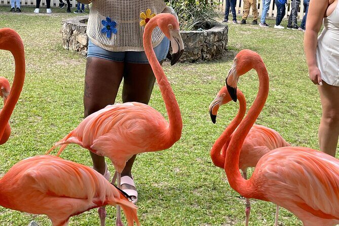 Nassau City Tour - Who Is This Tour Best For?