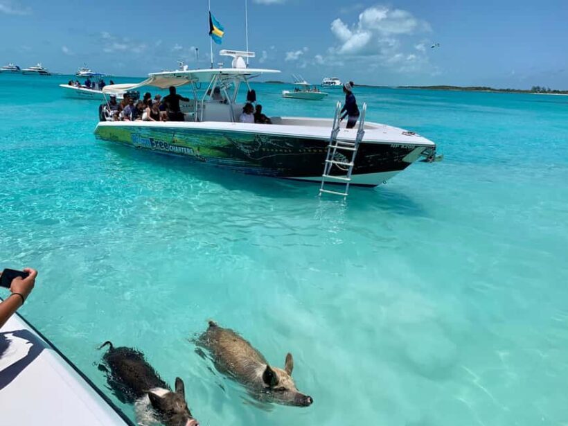 Nassau: Discover Exuma Island Hopping and Swimming Pigs Tour - What Our Reviewers Say