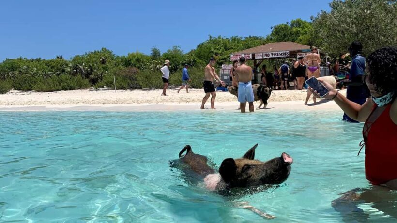 Nassau: Discover Exuma Island Hopping and Swimming Pigs Tour - Who Should Consider This Tour?