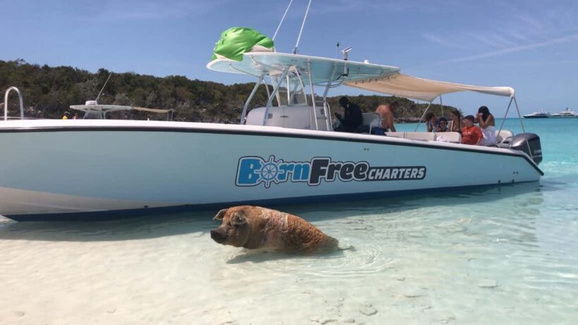 Nassau: Discover Exuma Island Hopping and Swimming Pigs Tour - Frequently Asked Questions