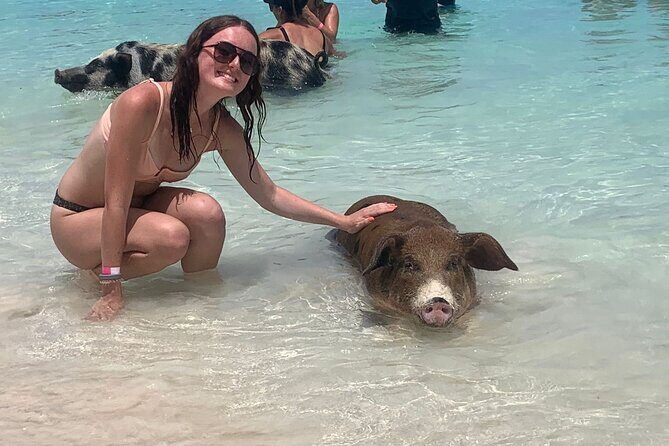 Nassau: Half Day Reef Snorkeling, Turtles & Swimming Pigs - Key Points
