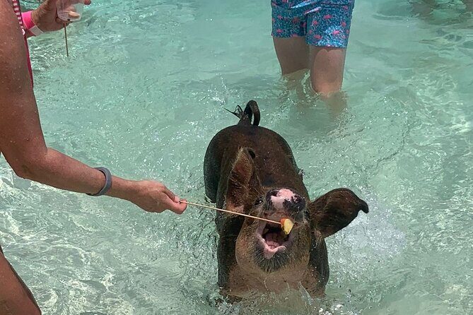 Nassau: Half Day Reef Snorkeling, Turtles & Swimming Pigs - Why Travelers Love It