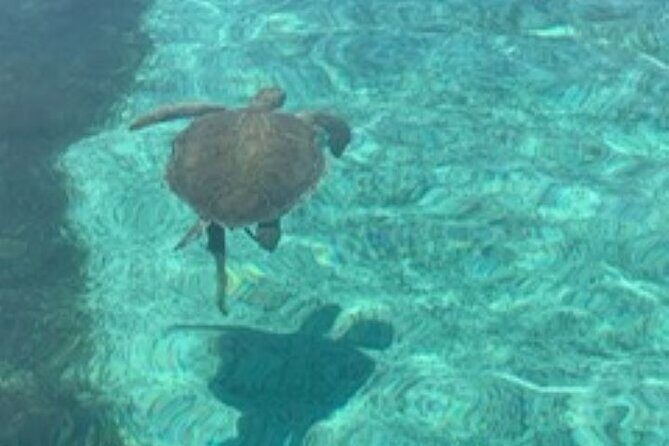 Nassau: Half Day Reef Snorkeling, Turtles & Swimming Pigs - The Experience Provider — Twister Adventure