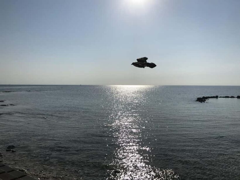 Nassau: Pearl Island Day Trip with Lunch and Snorkeling - Introduction: A Well-Rounded Day on Pearl Island