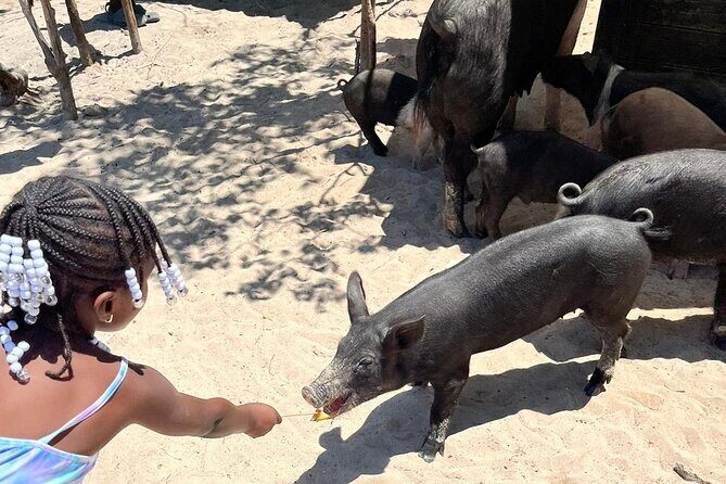 Nassau: Pig Island and Snorkeling Experience - Conclusions – Is This Tour Right for You?