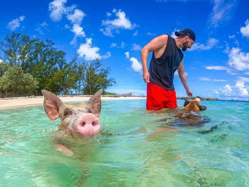 Nassau: Pigs Beach Trip by Boat with Swimming and Feeding - Authentic Insights from Reviews