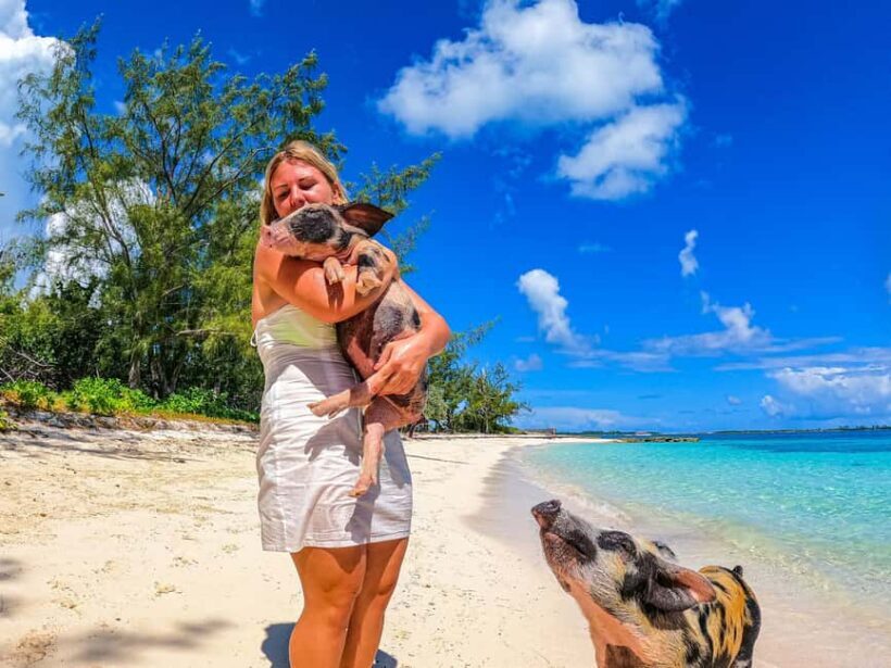 Nassau: Pigs Beach Trip by Boat with Swimming and Feeding - Final Thoughts: Is It Worth It?