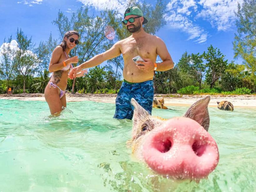 Nassau: Pigs Beach Trip by Boat with Swimming and Feeding - FAQ: Your Practical Questions Answered