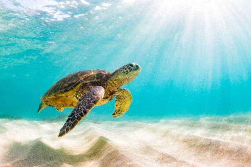 Nassau: Private Island & Snorkeling, Turtles, Drinks, & BBQ - Authentic Experiences and What Travelers Say