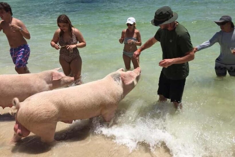 Nassau: Private Swim with Pigs and Snorkeling Adventure - Starting Point: Nassau to Paradise Island