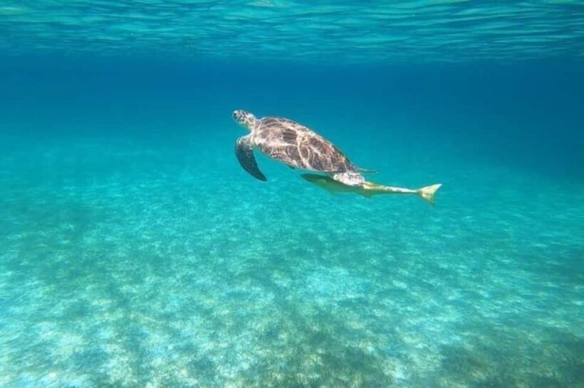 Nassau: Private Swim with Pigs and Snorkeling Adventure - Wrapping Up and Returning to Nassau