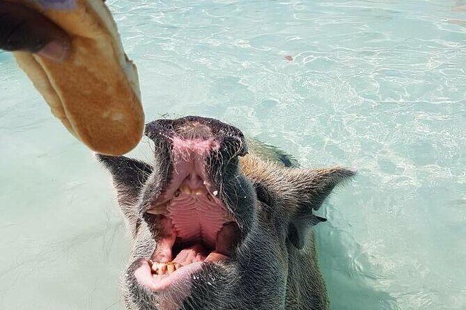 Nassau Private Swim with Pigs, Turtles and Snorkel Tour - An In-Depth Look at the Tour Experience