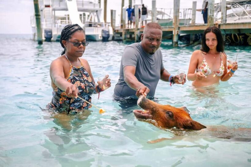 Nassau: Rose Island Swimming Pigs and Beach Day Group Tour - FAQs