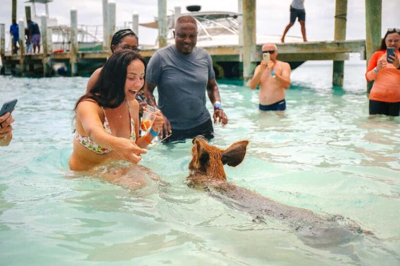 Nassau: Rose Island's Sand Dollar Beach Resort - Encounters with the Famous Swimming Pigs