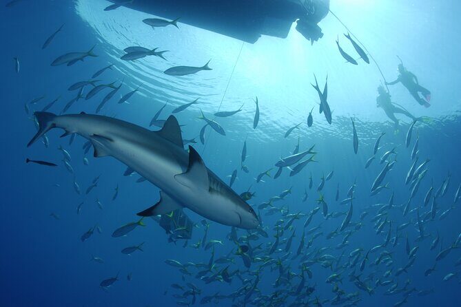 Nassau Shore Excursion: Bahamas Snorkel Adventure - Price and Overall Value