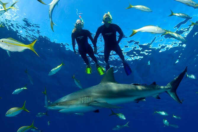 Nassau Shore Excursion: Bahamas Snorkel Adventure - Who Should Consider This Tour?