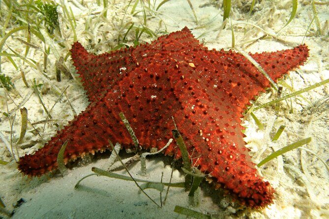 Nassau Shore Excursion: Bahamas Snorkel Adventure - FAQ