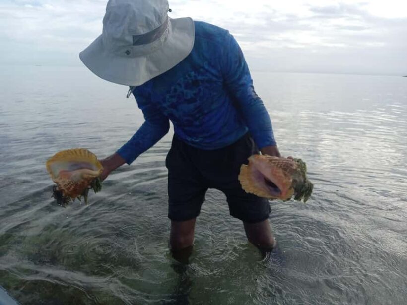 Nassau: Snorkeling and Kayaking Adventure Transport Included - The Sum Up