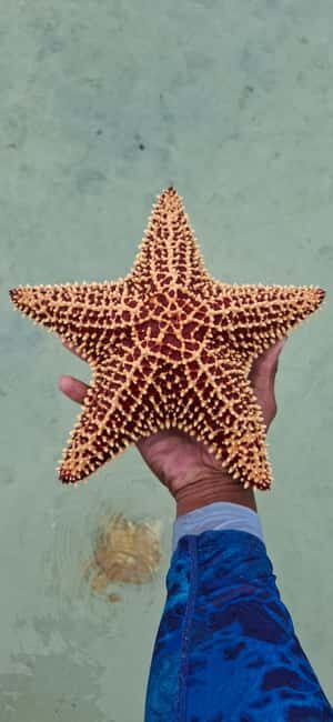 Nassau: Snorkeling and Kayaking Adventure Transport Included - Frequently Asked Questions