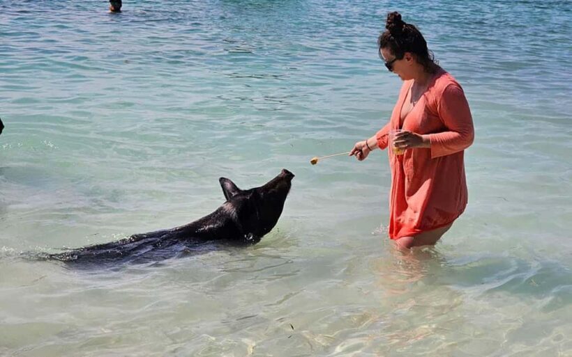 Nassau: Snorkeling, Pig Beach, Swim with Turtles, and Lunch - Exploring the Nassau Catamaran Experience