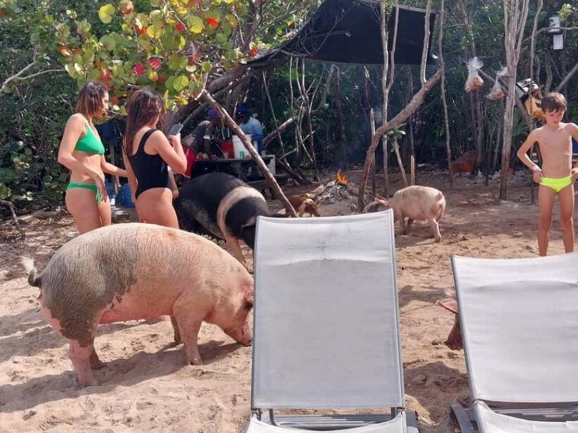 Nassau: Snorkeling, Swimming Pigs, Turtles & beach bar - Key Points