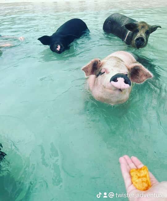 Nassau: Snorkeling, Swimming Pigs, Turtles & beach bar - An Honest Look at the Experience