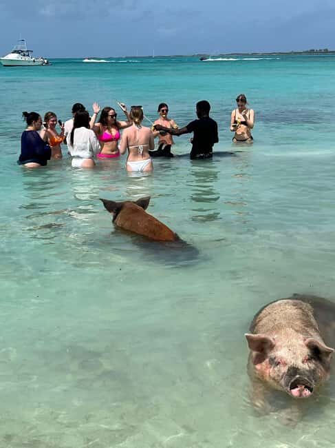 Nassau: Snorkeling, Swimming Pigs, Turtles & beach bar - Final Thoughts
