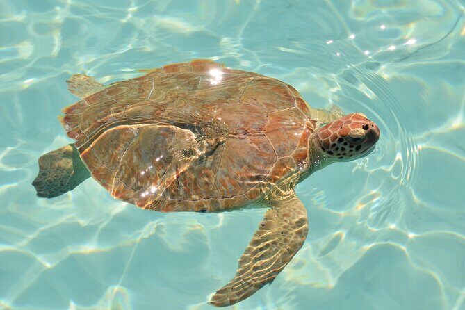 Nassau Snorkeling, Turtle Spotting and Sunset tour - Authentic Marine Encounters & Scenic Beauty