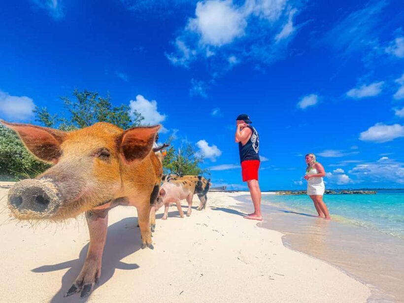 Nassau: Sun Cay and Swimming Pigs Boat Trip with Lunch - Key Points