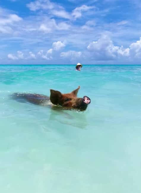 Nassau: Swimming Pigs and Private Beach Club Trip with Lunch - The Animal Encounter: Swimming Pigs