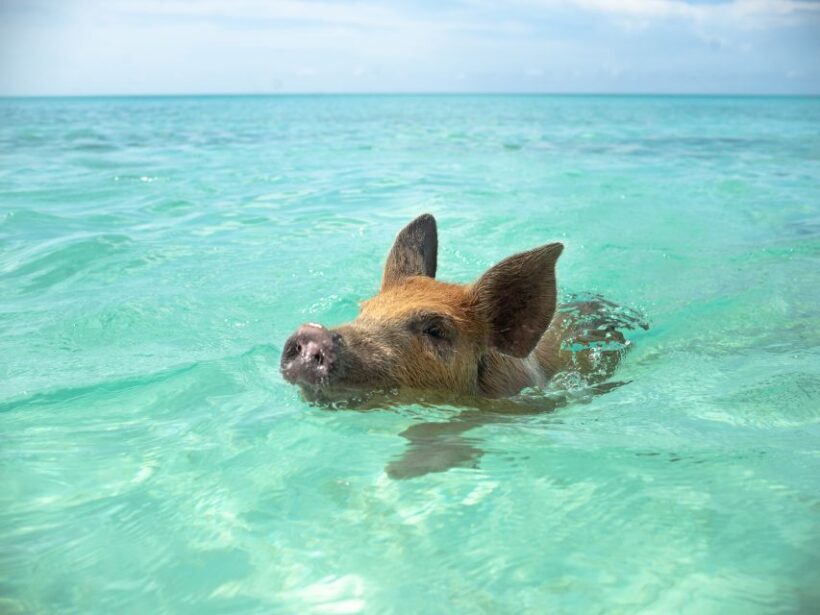 Nassau: Swimming Pigs and Private Beach Club Trip with Lunch - The Private Beach Experience