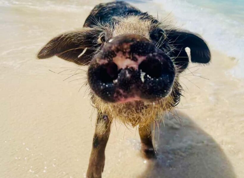 Nassau: Swimming Pigs and Private Beach Club Trip with Lunch - Food and Refreshments