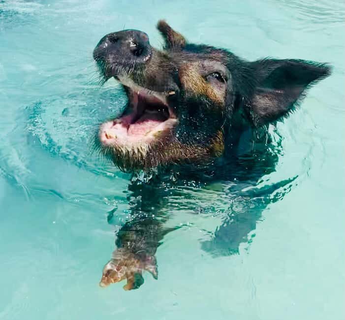 Nassau: Swimming Pigs and Private Beach Club Trip with Lunch - Authentic Experiences and Traveler Insights