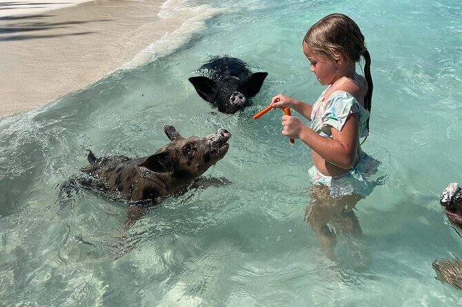 Nassau: Swimming Pigs And Snorkel With Turtles - The Real Value for Travelers