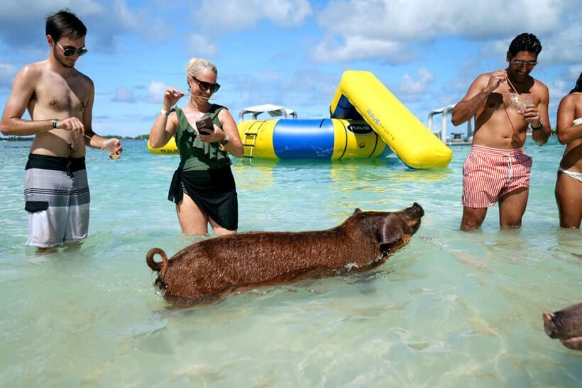 Nassau: Swimming Pigs, Snorkeling, Lunch, & Beach Boat Tour - An In-Depth Look at the Nassau: Swimming Pigs & Snorkeling Tour