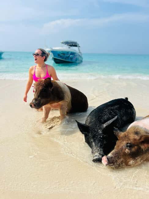 Nassau: Swimming Pigs, Turtles, Snorkel & More - Key Points