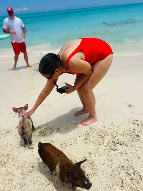 Nassau: Swimming Pigs, Turtles, Snorkel & More - Is This Tour Right for You?