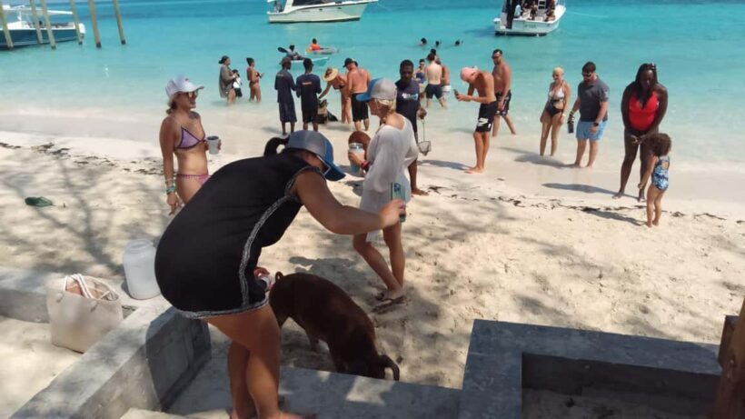 Nassau: Swimming with Pigs, Snorkeling, and Sightseeing Tour - How This Tour Stands Out