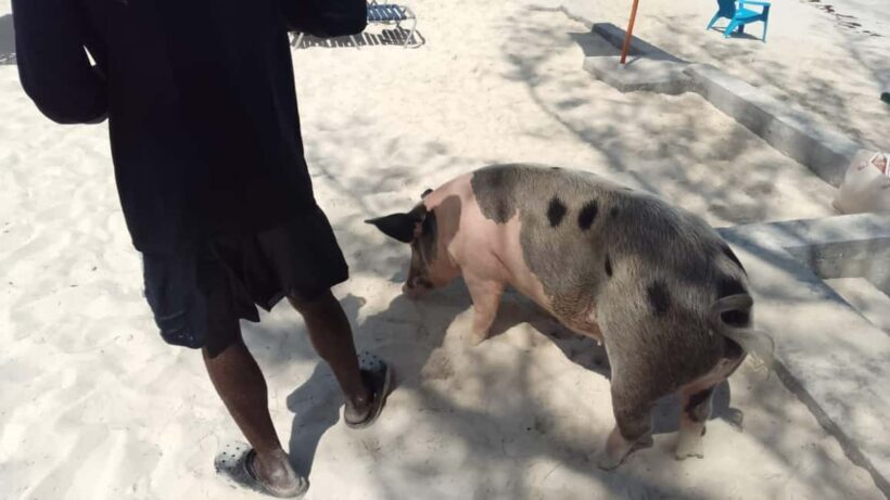 Nassau: Swimming with Pigs, Snorkeling, and Sightseeing Tour - What to Expect During the Tour